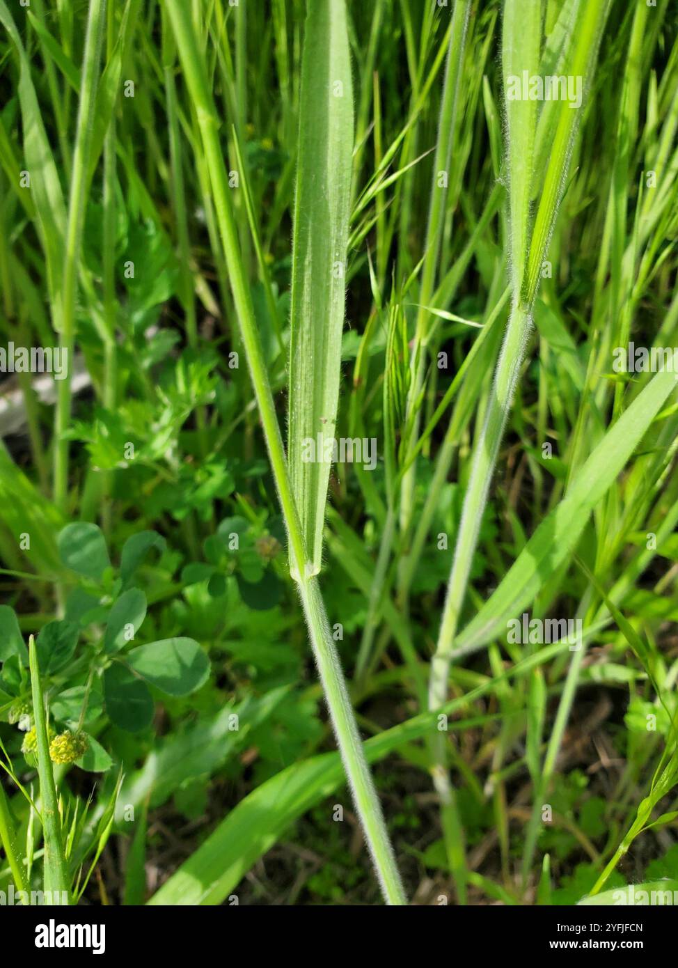 Common soft brome hi-res stock photography and images - Alamy