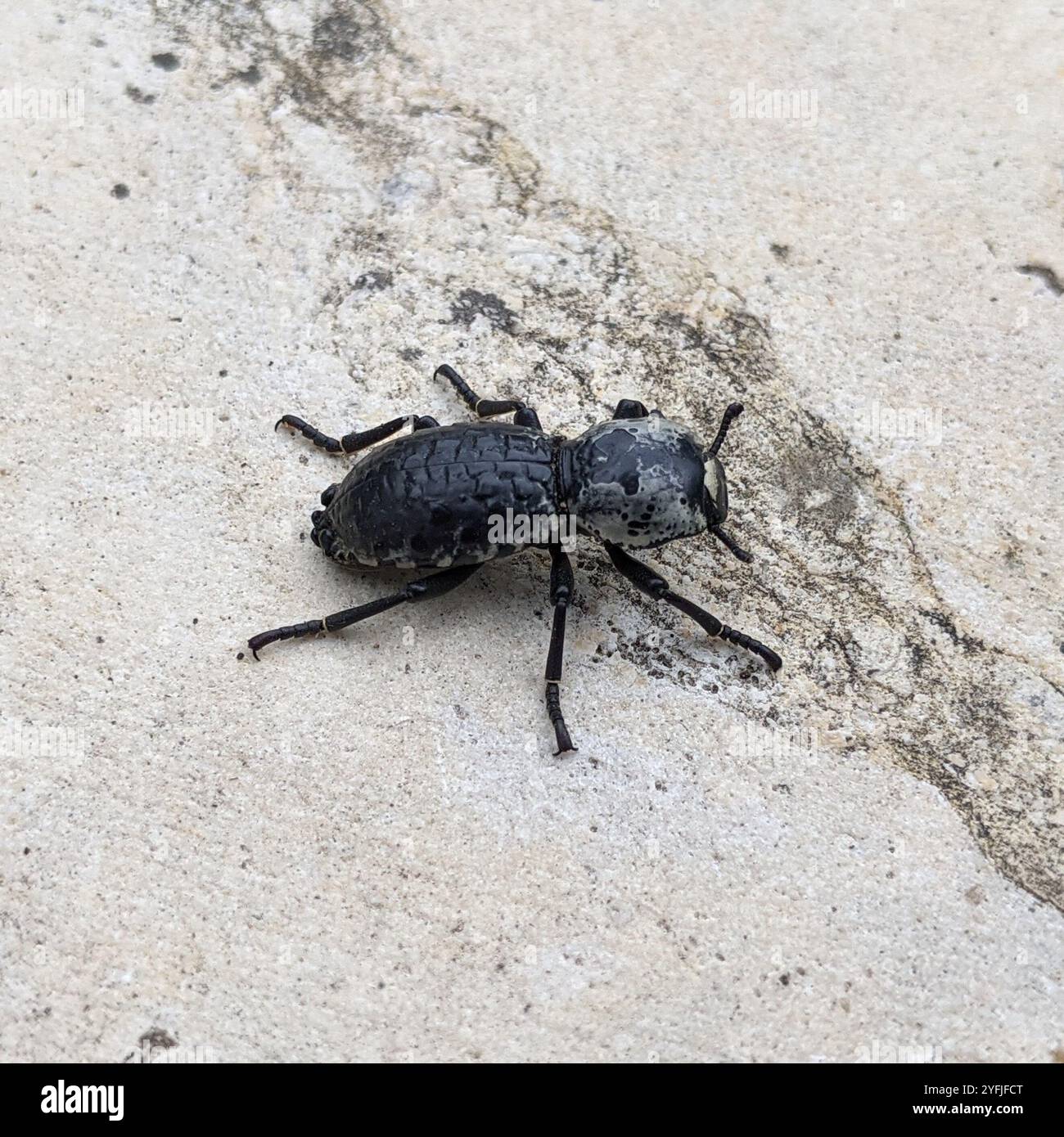 Zopherus nodulosus haldemani hi-res stock photography and images - Alamy