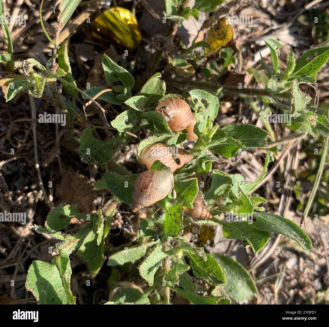 Ghost Bulimulus (Bulimulus bonariensis Stock Photo - Alamy