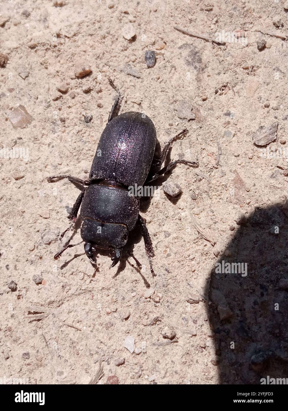 Lesser Stag Beetle (Dorcus parallelipipedus Stock Photo - Alamy