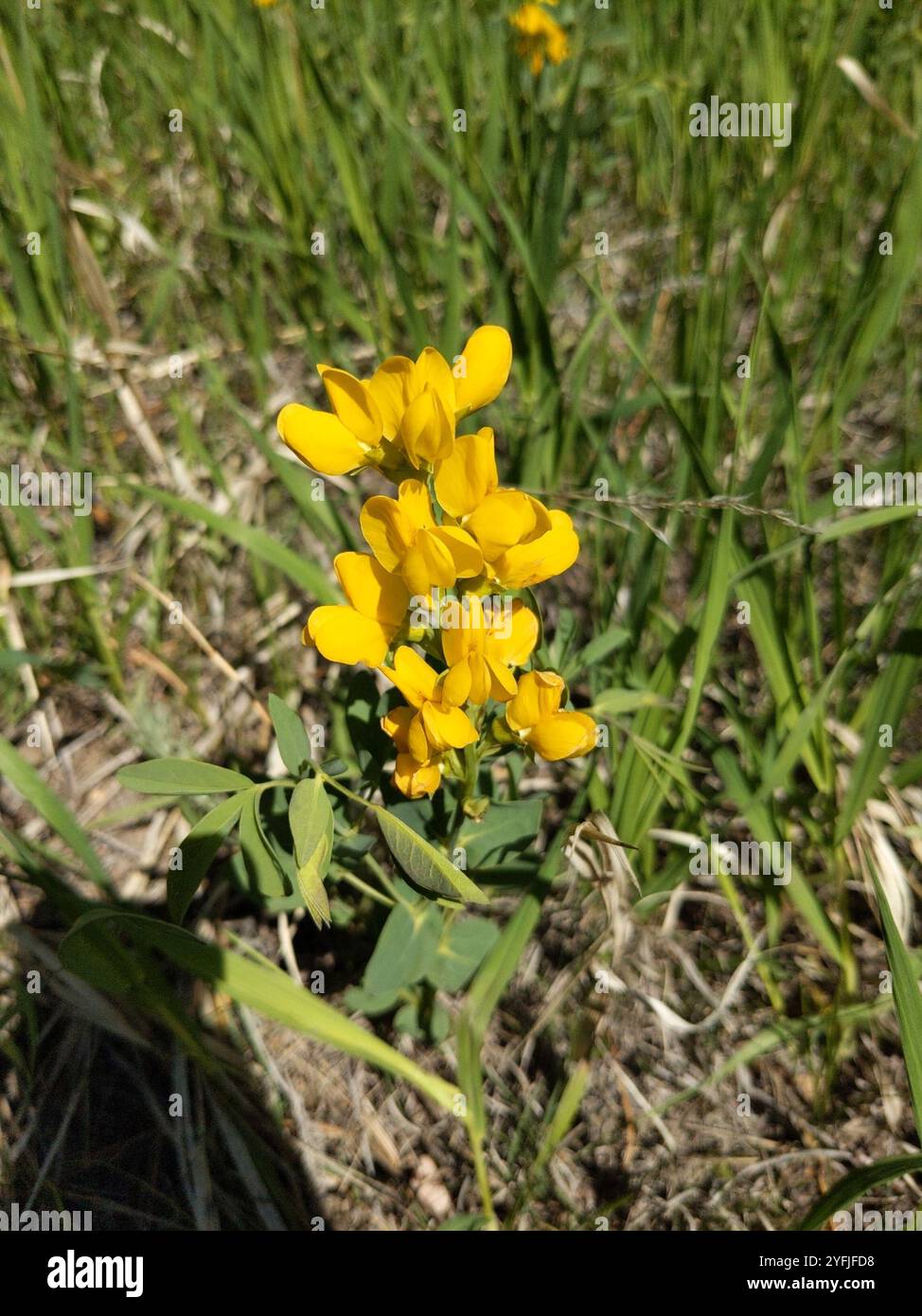 Golden bean (Thermopsis rhombifolia Stock Photo - Alamy