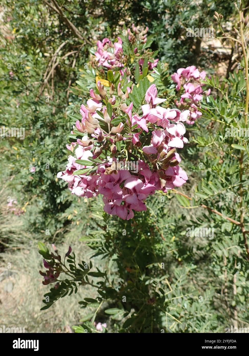 Gardenroute Keurboom (Virgilia divaricata Stock Photo - Alamy