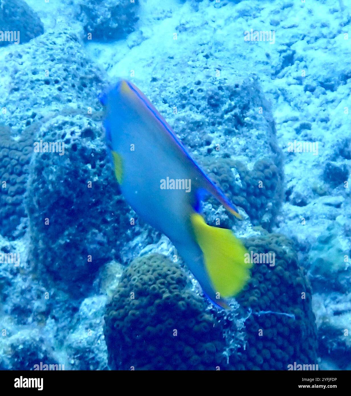 Queen Angelfish (Holacanthus ciliaris Stock Photo - Alamy