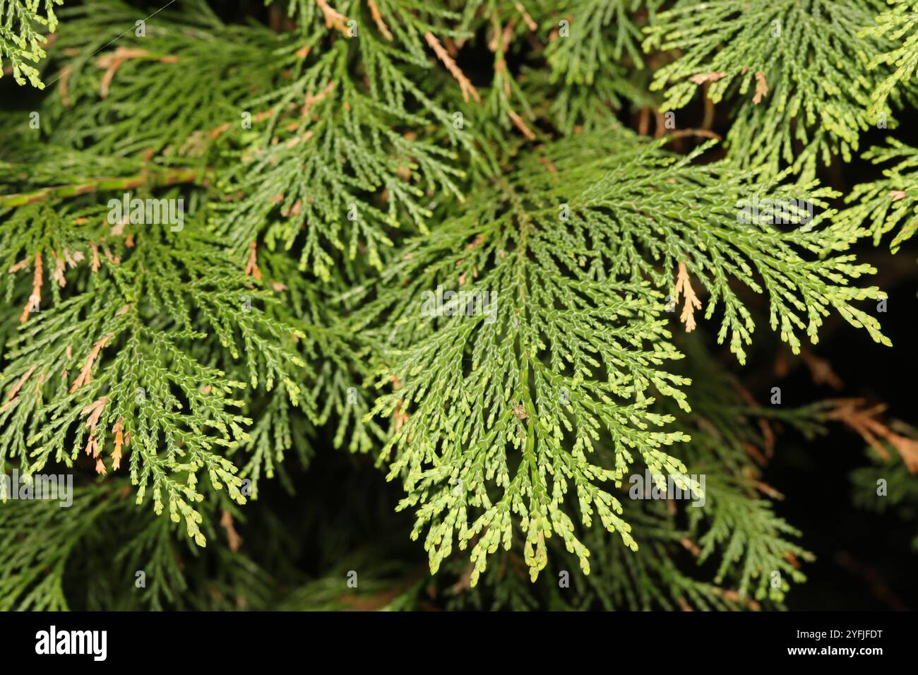 Lawson's cypress (Chamaecyparis lawsoniana Stock Photo - Alamy