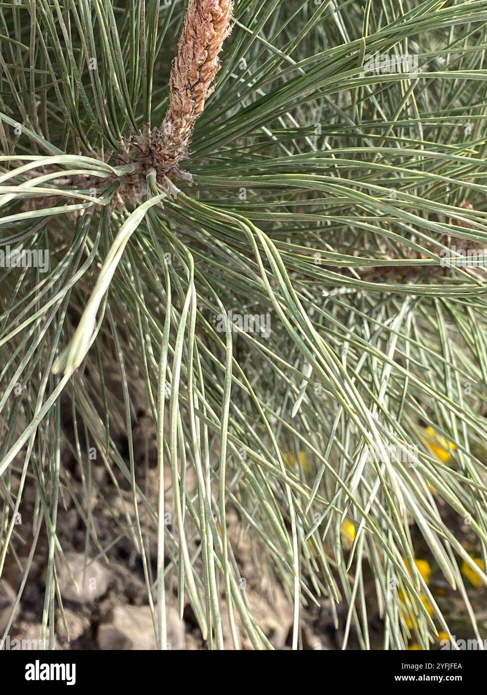 Pinus coulteri hi-res stock photography and images - Alamy