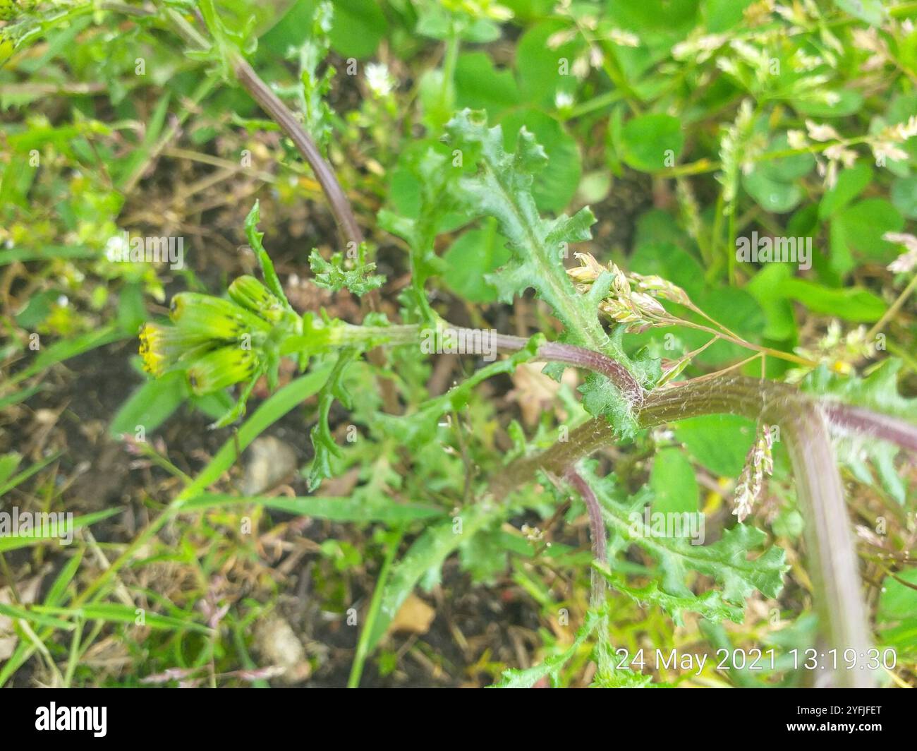 common groundsel (Senecio vulgaris Stock Photo - Alamy