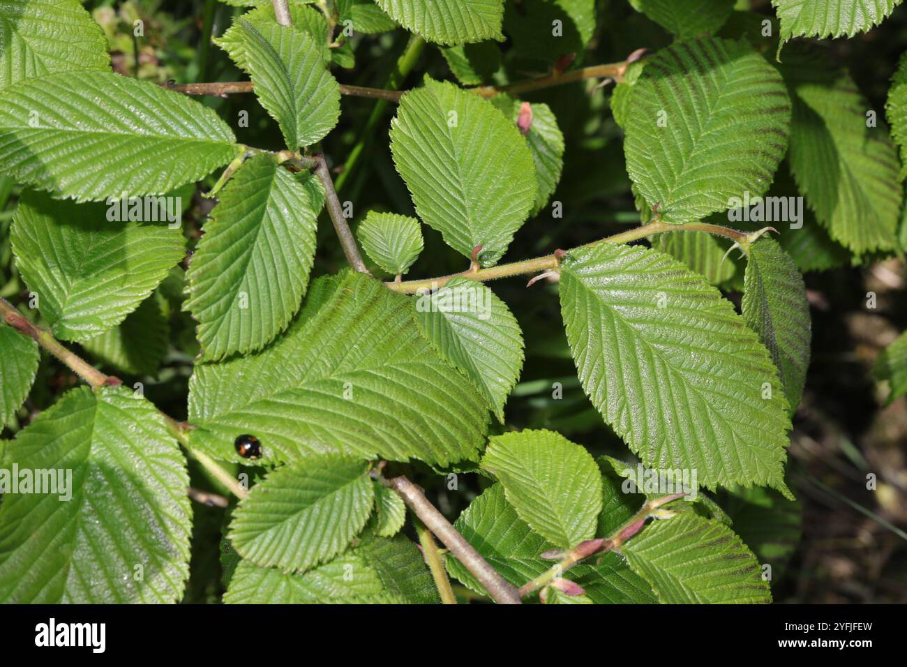 Wych Elm (Ulmus glabra Stock Photo - Alamy