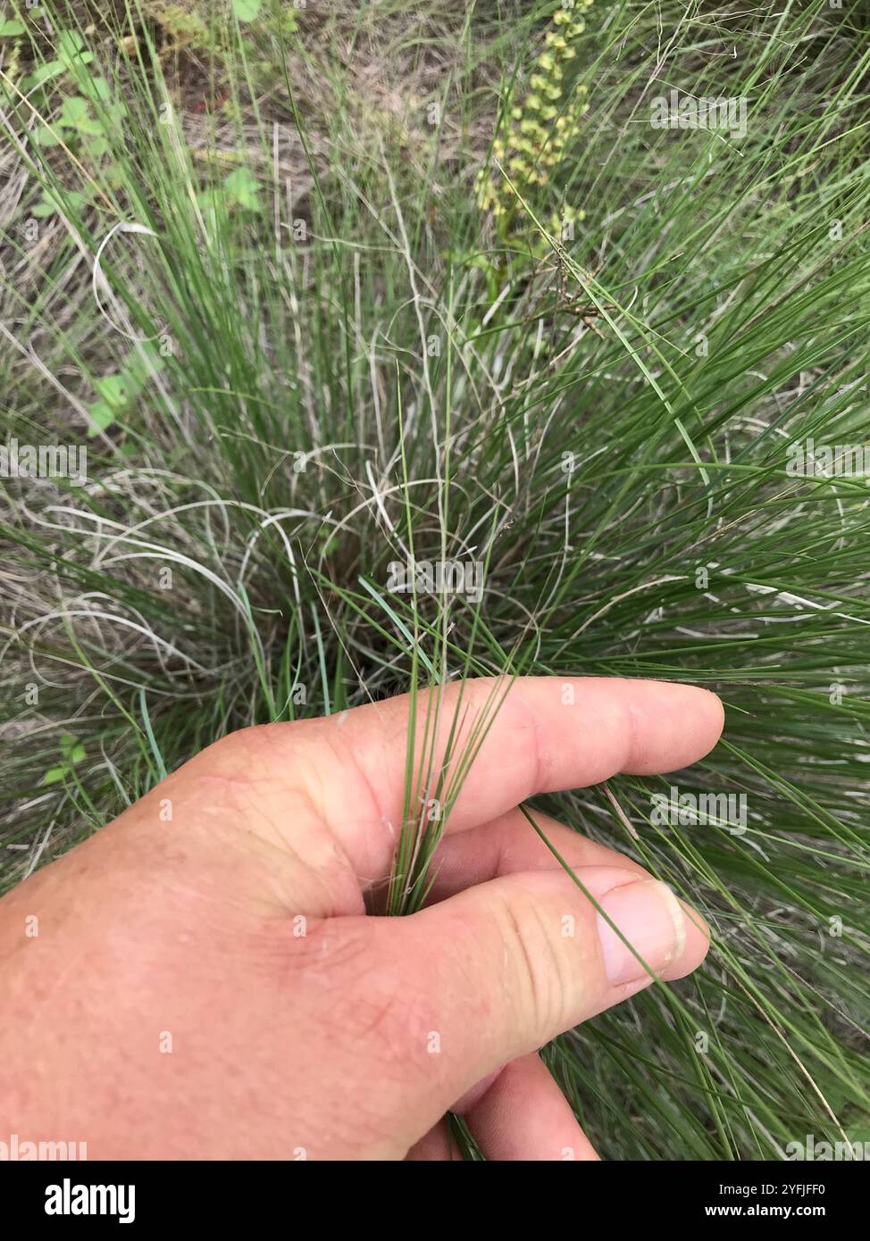 Lindheimer muhly (Muhlenbergia lindheimeri Stock Photo - Alamy