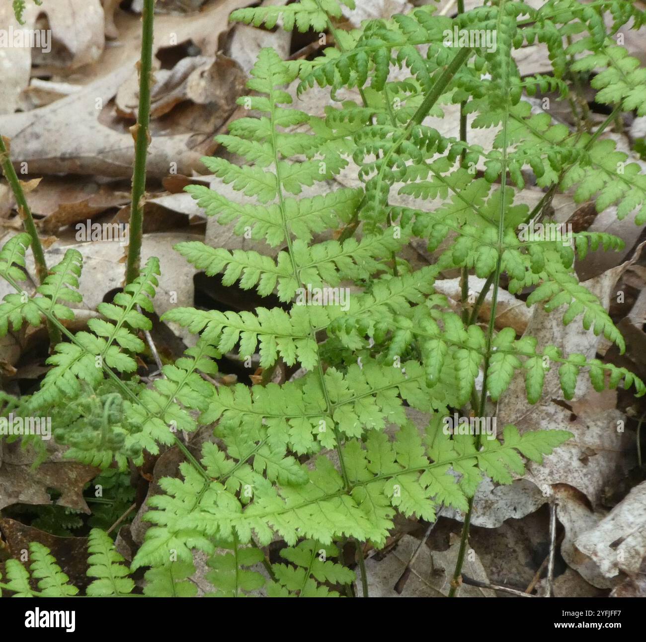 wood ferns (Dryopteris Stock Photo - Alamy
