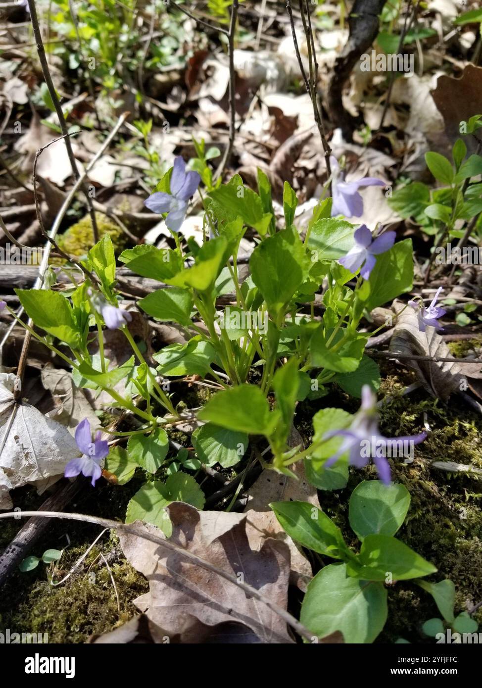 Viola labradorica hi-res stock photography and images - Alamy