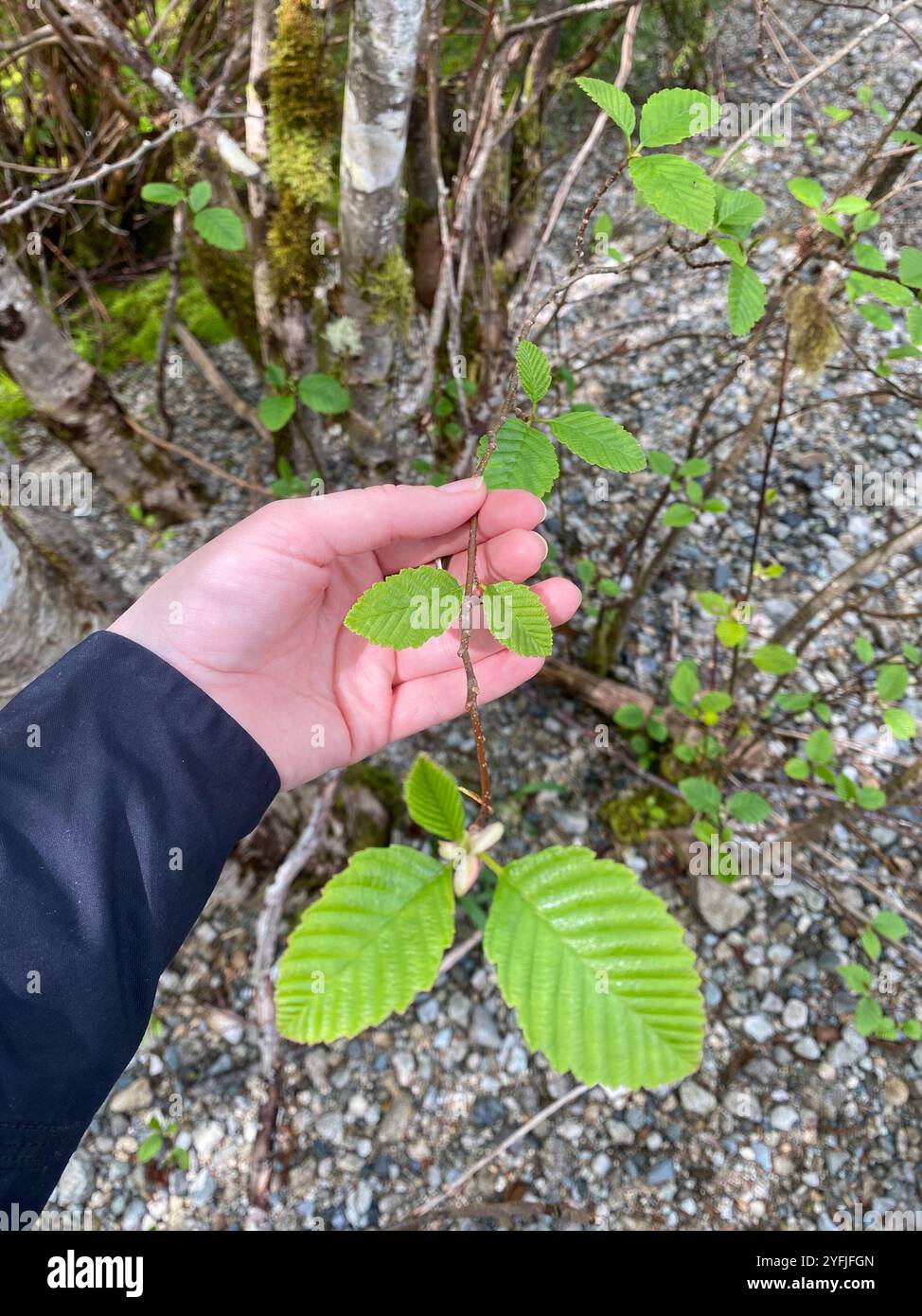 Red Alder (Alnus rubra Stock Photo - Alamy