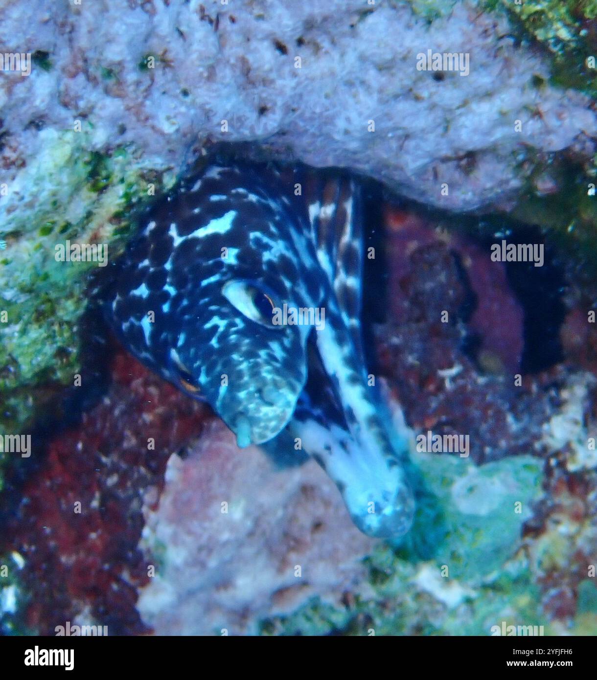 Spotted Moray (Gymnothorax moringa Stock Photo - Alamy