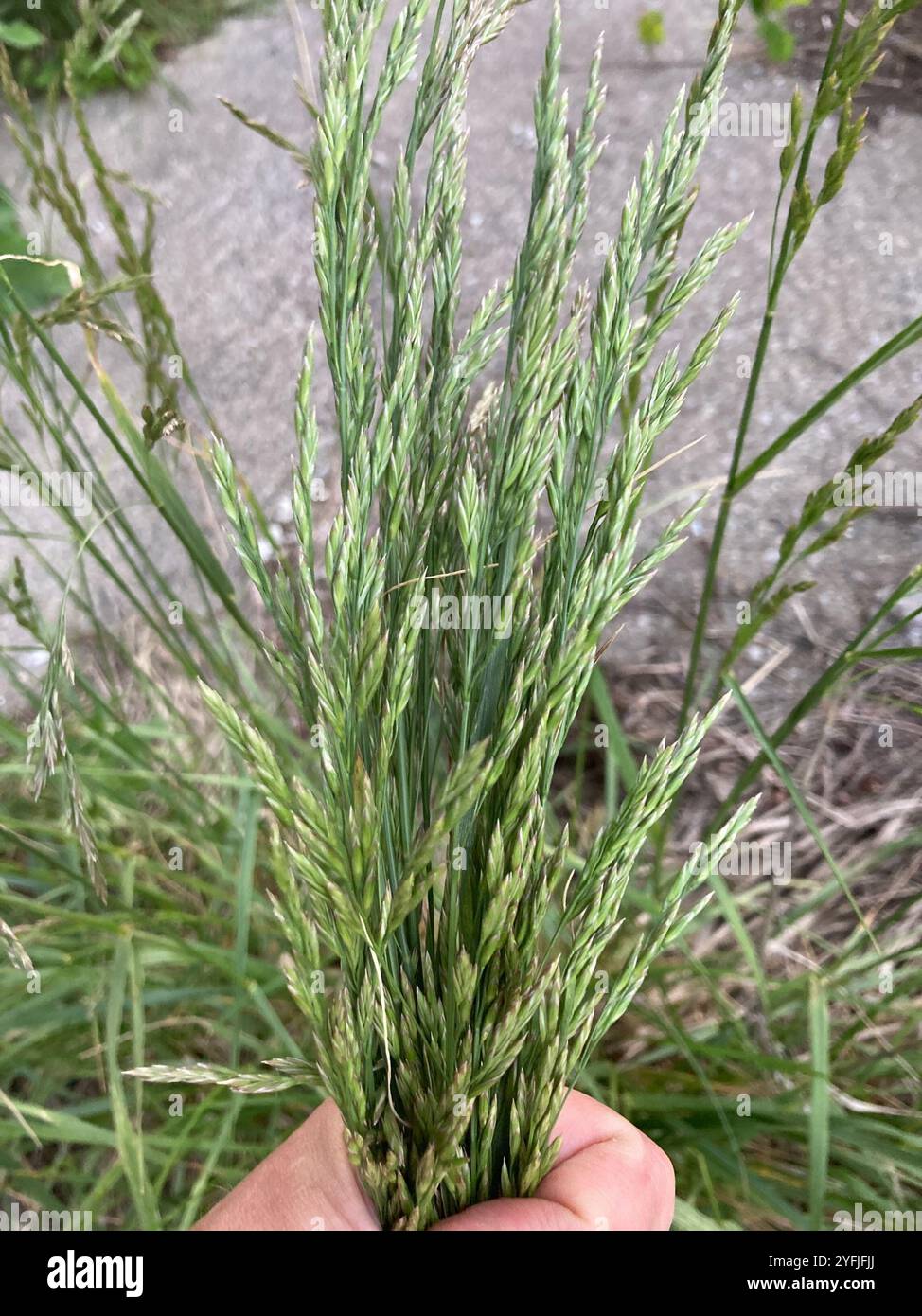 tall fescue (Lolium arundinaceum Stock Photo - Alamy
