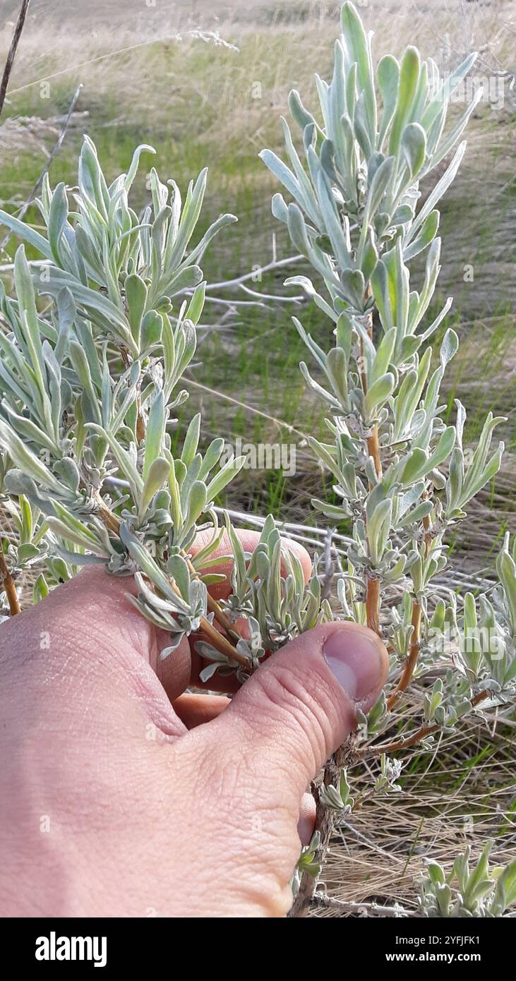 Artemisia cana hi-res stock photography and images - Alamy