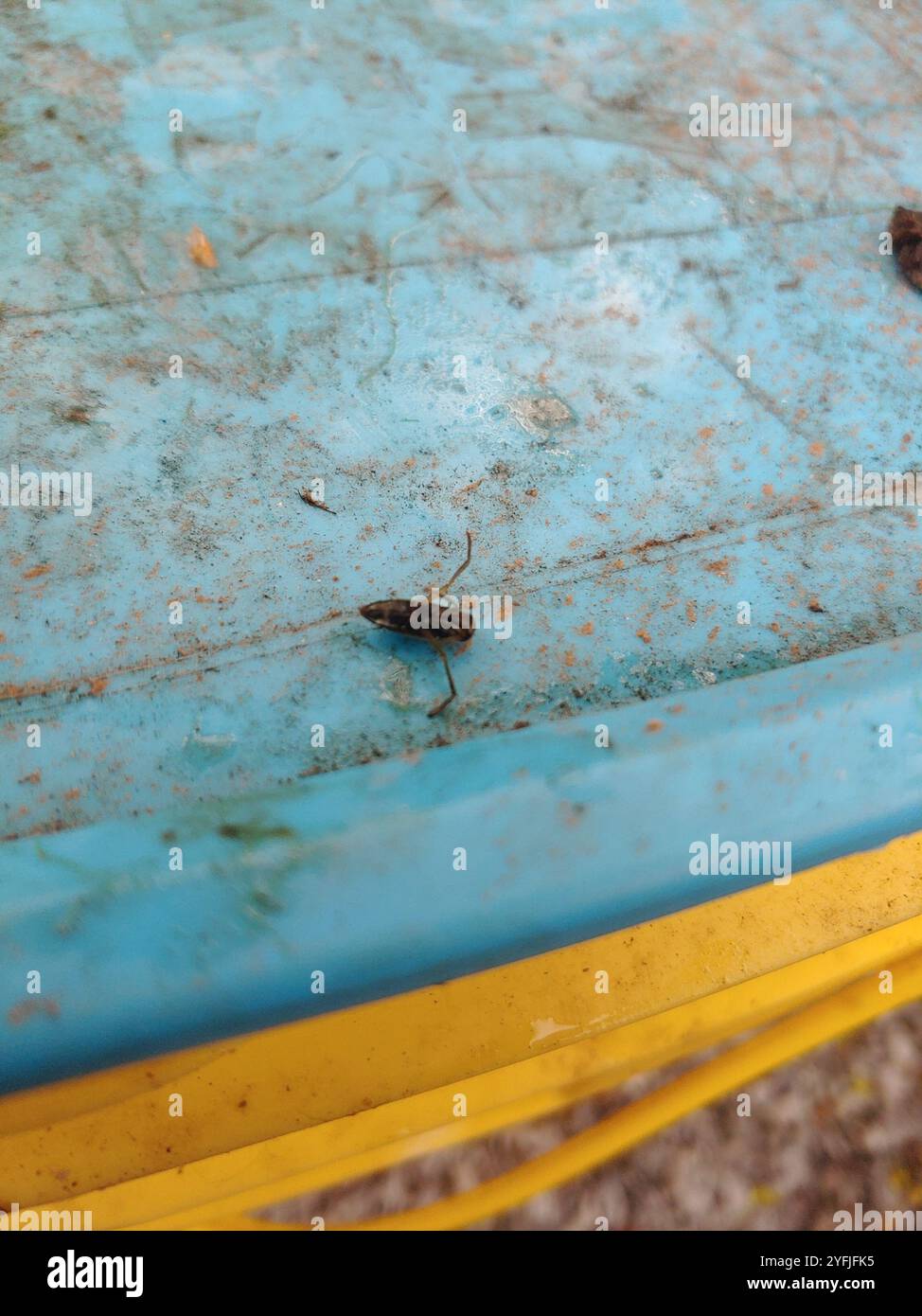 Nepomorpha hi-res stock photography and images - Alamy