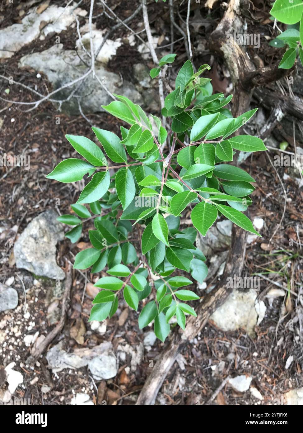 evergreen sumac (Rhus virens Stock Photo - Alamy