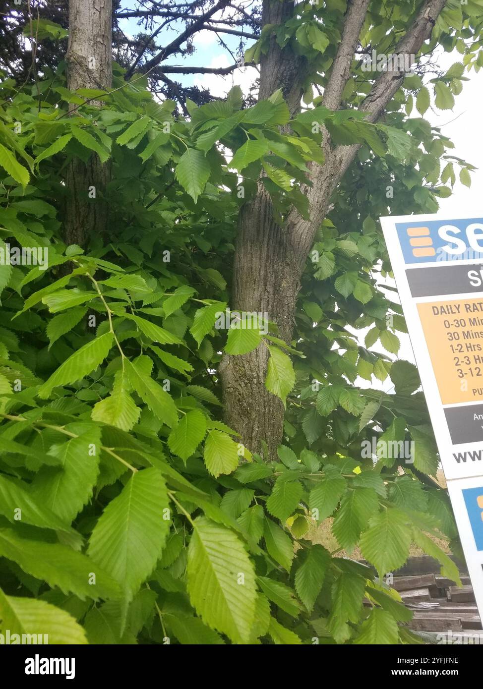 American elm (Ulmus americana Stock Photo - Alamy