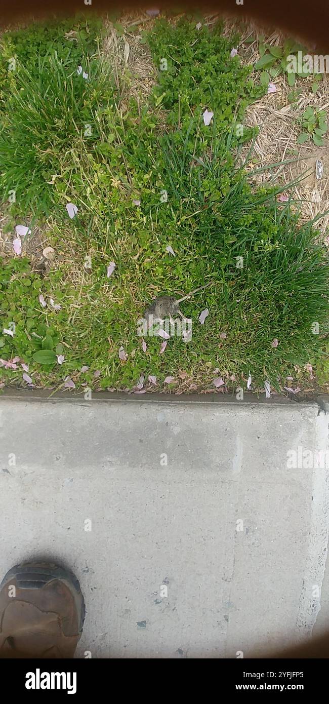 Typical old world mice hi-res stock photography and images - Alamy