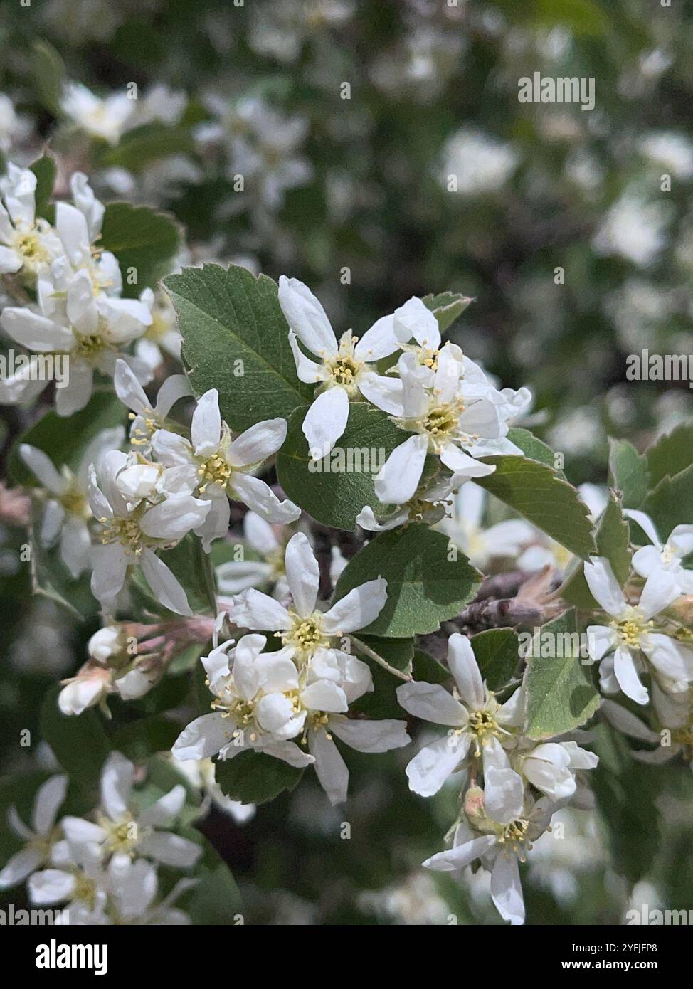 Utah Serviceberry (Amelanchier utahensis Stock Photo - Alamy
