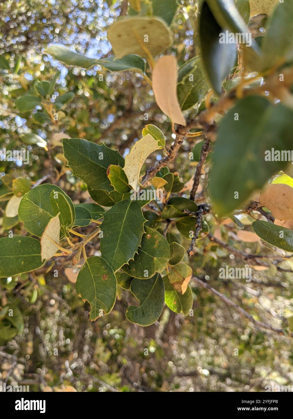 canyon live oak (Quercus chrysolepis Stock Photo - Alamy