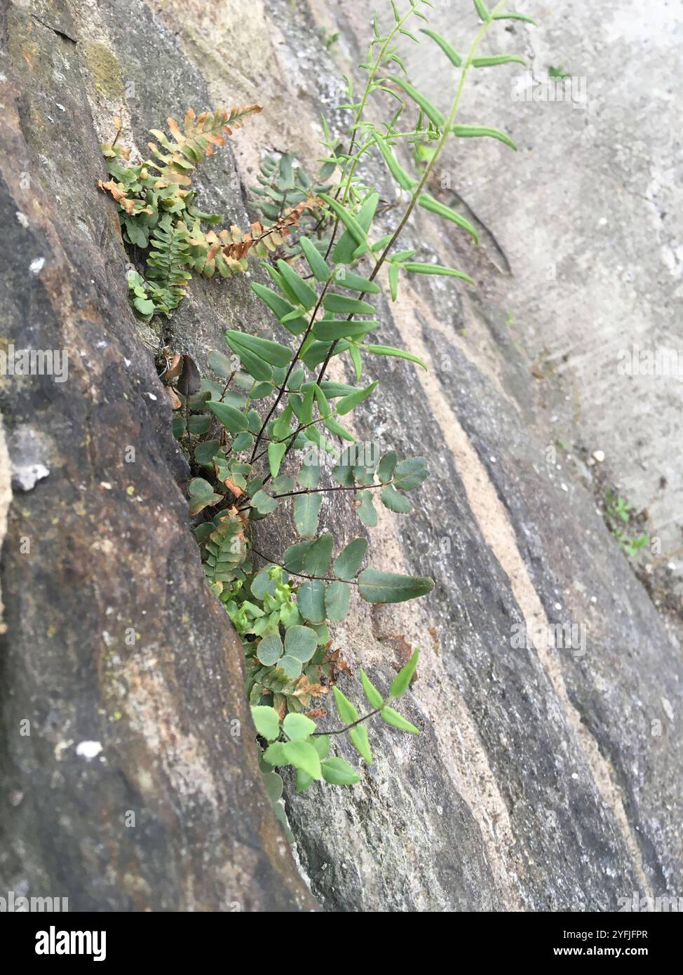 purple-stem cliffbrake (Pellaea atropurpurea Stock Photo - Alamy