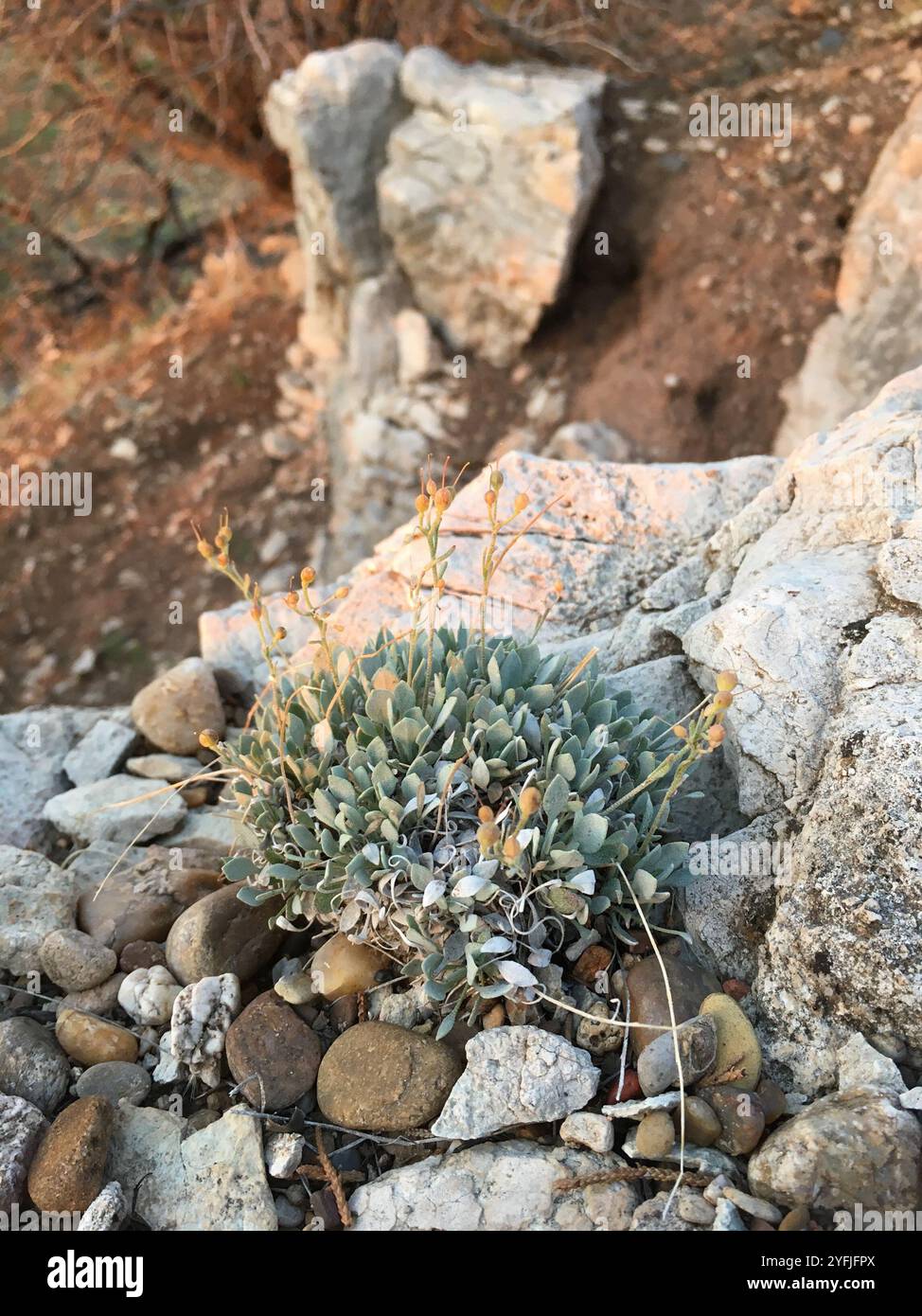 Oval-leaf Bladderpod (Physaria ovalifolia Stock Photo - Alamy