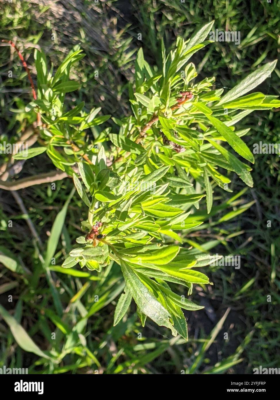 interior sandbar willow (Salix interior Stock Photo - Alamy