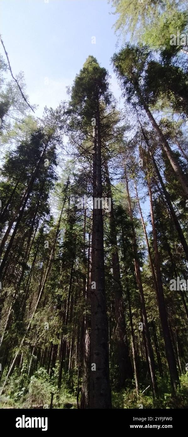 Siberian fir (Abies sibirica Stock Photo - Alamy