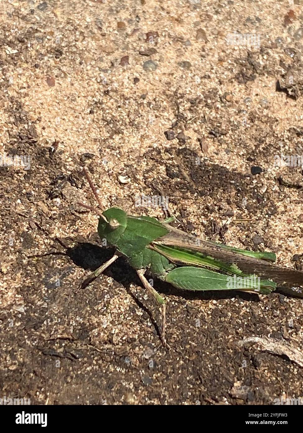 Green-striped Grasshopper (Chortophaga viridifasciata Stock Photo - Alamy