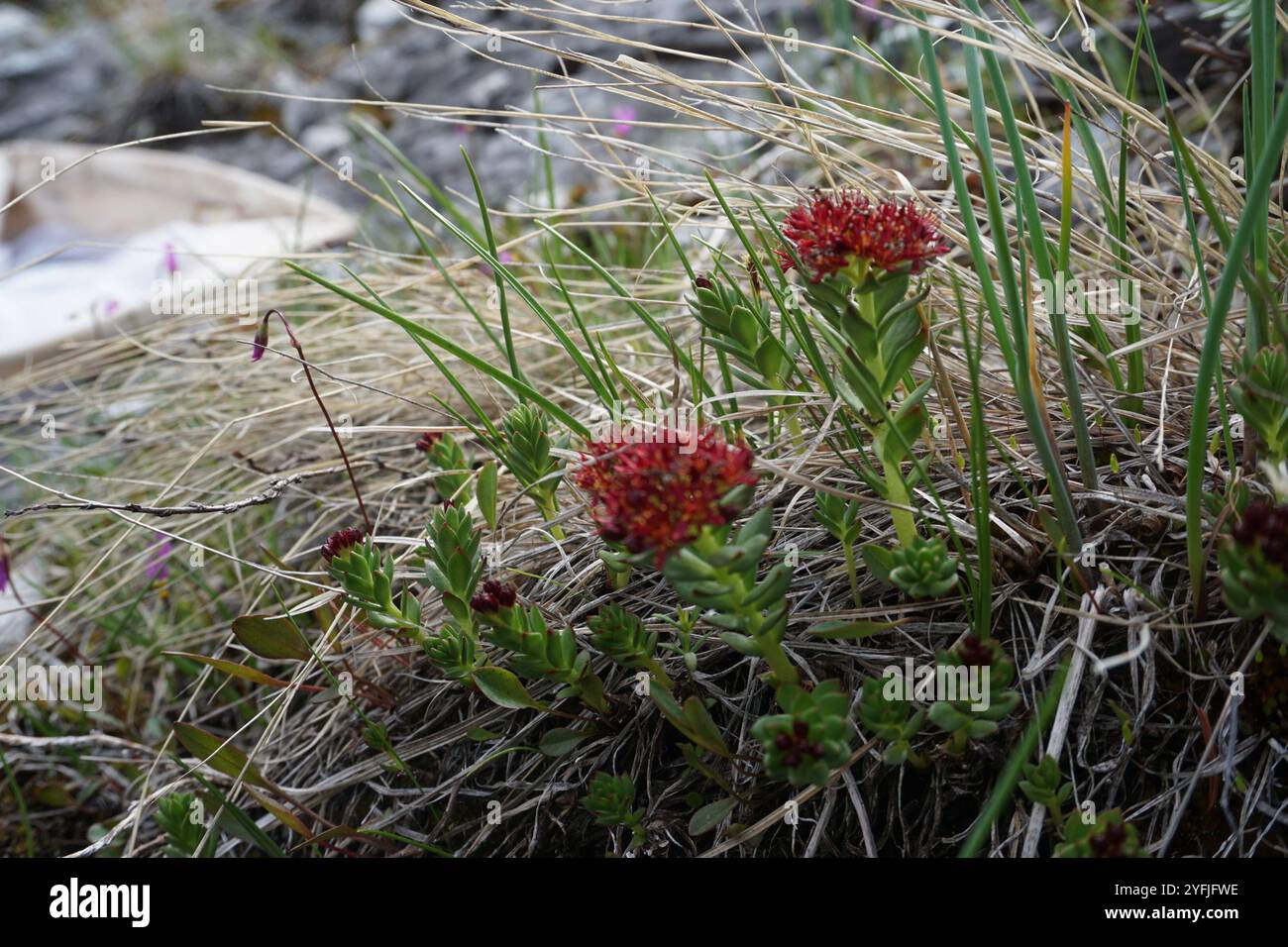 western roseroot (Rhodiola integrifolia Stock Photo - Alamy