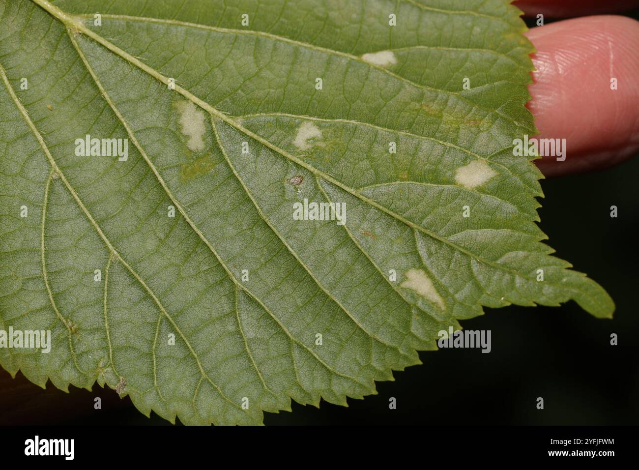 Lime Felt Gall Mite (Eriophyes leiosoma Stock Photo - Alamy