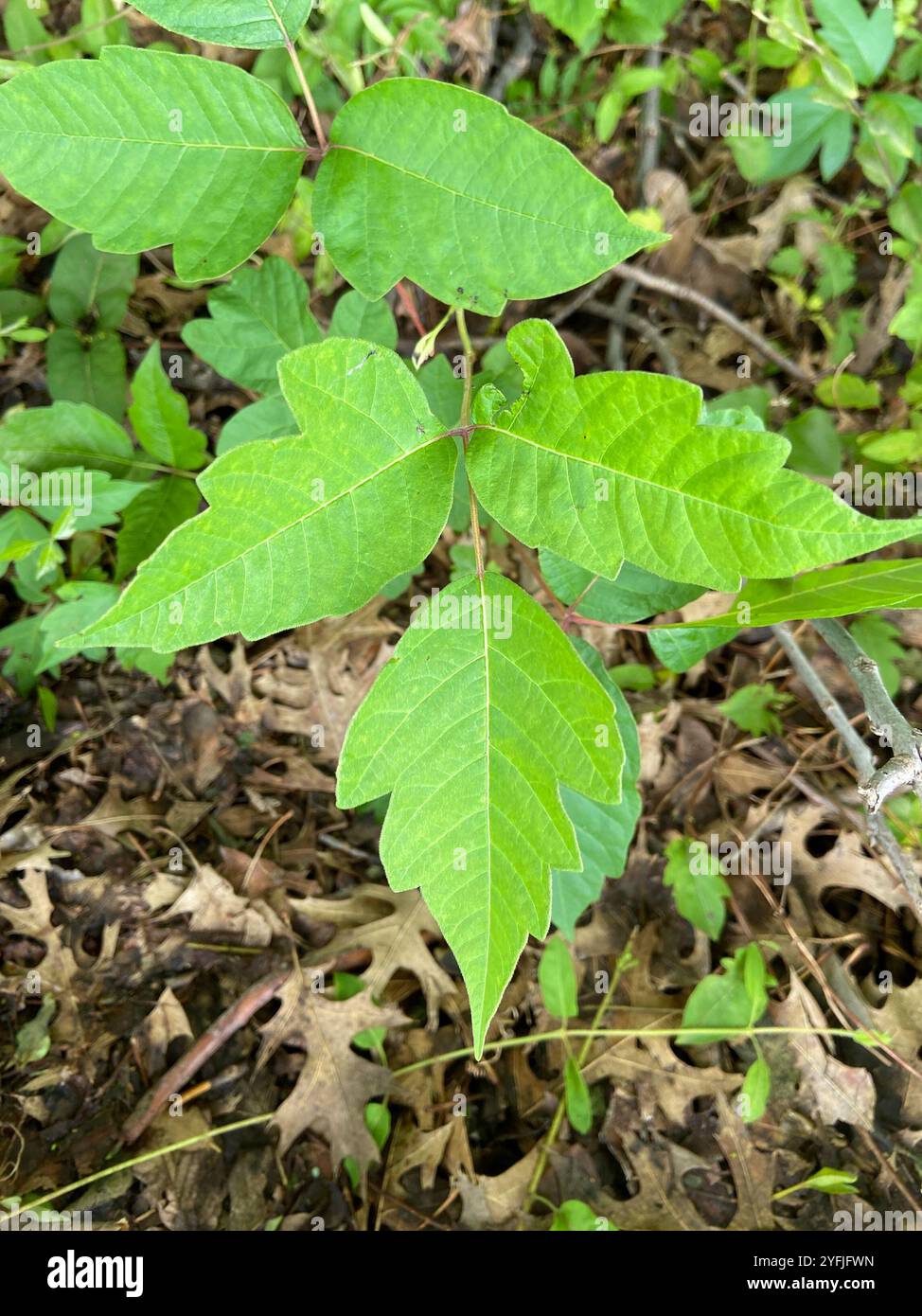 eastern poison ivy (Toxicodendron radicans Stock Photo - Alamy