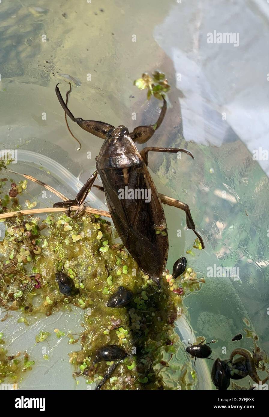 American Giant Water Bug (Lethocerus americanus Stock Photo - Alamy