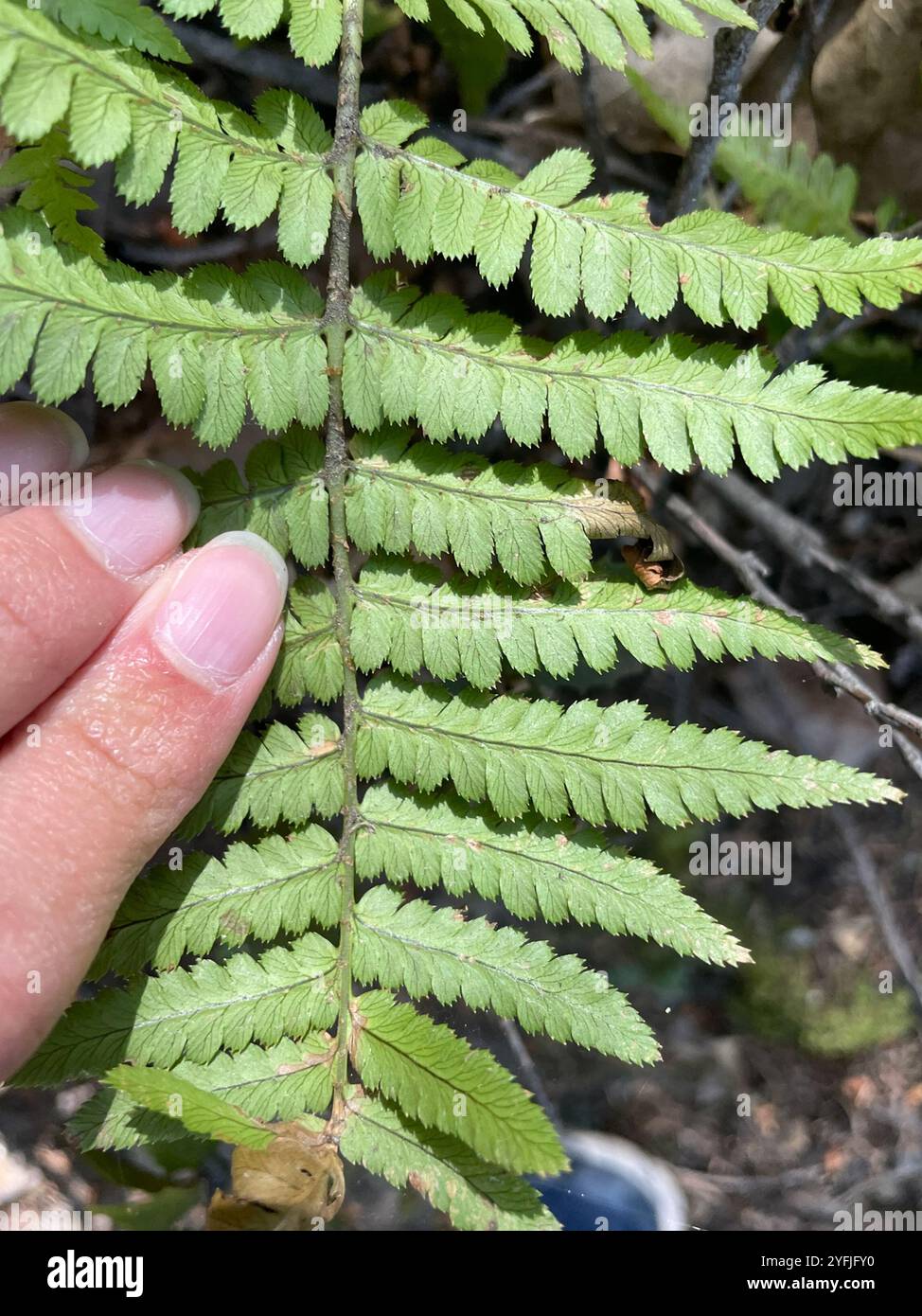 wood ferns (Dryopteris Stock Photo - Alamy