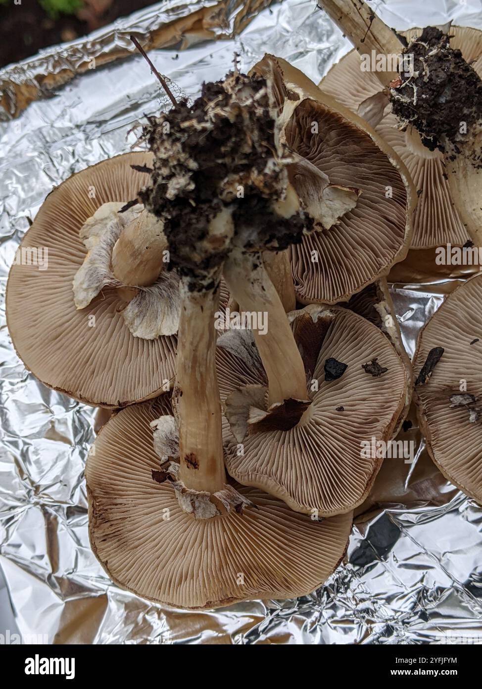 Spring Fieldcap (Agrocybe praecox Stock Photo - Alamy