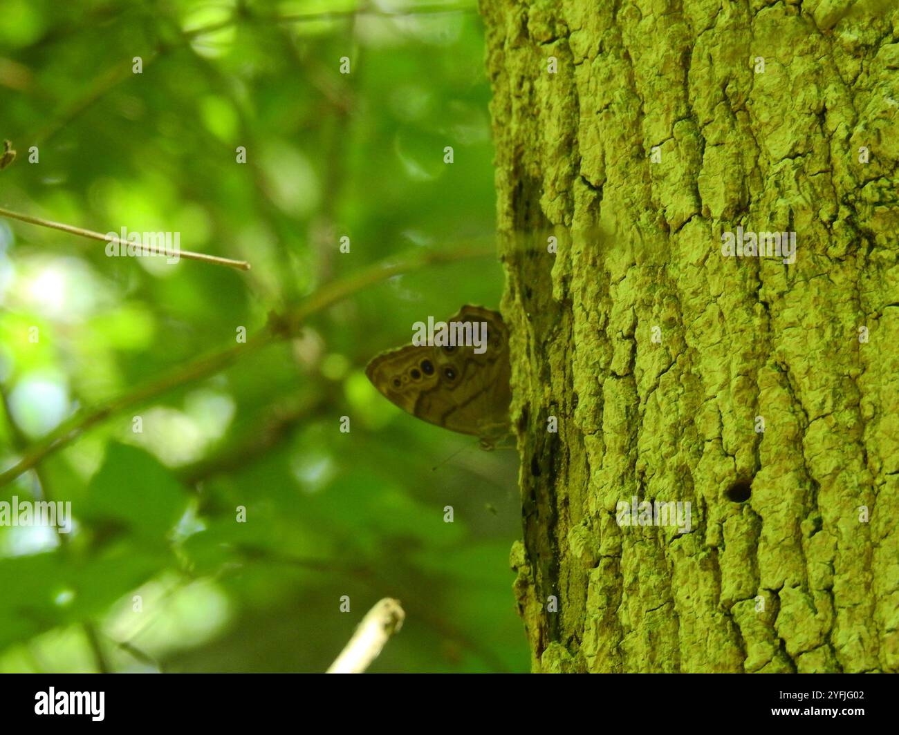 Northern Pearly-eye (Lethe anthedon Stock Photo - Alamy