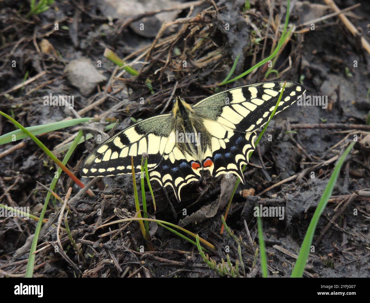 Old World Swallowtail (Papilio machaon Stock Photo - Alamy