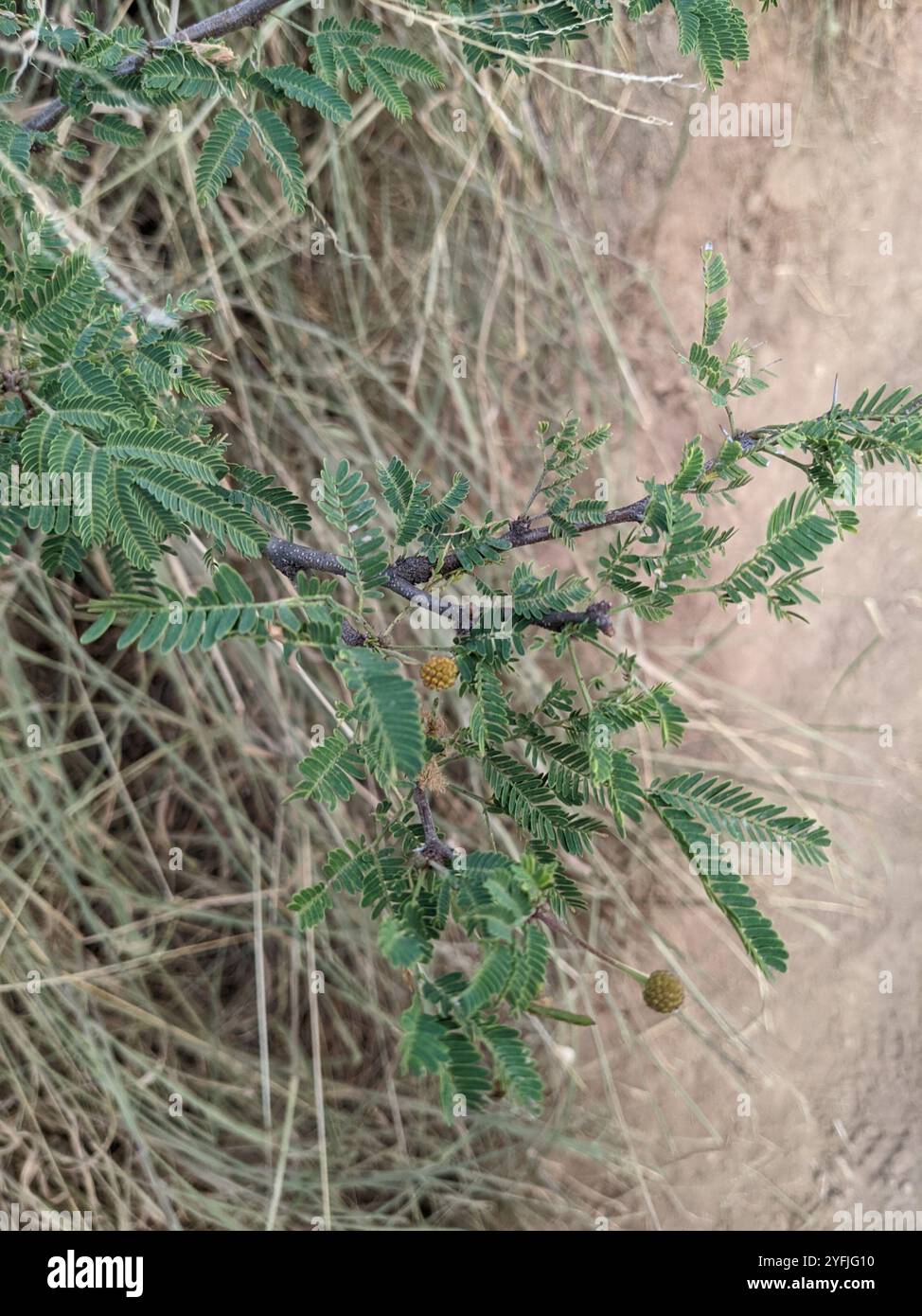 Sweet acacia (Vachellia farnesiana Stock Photo - Alamy