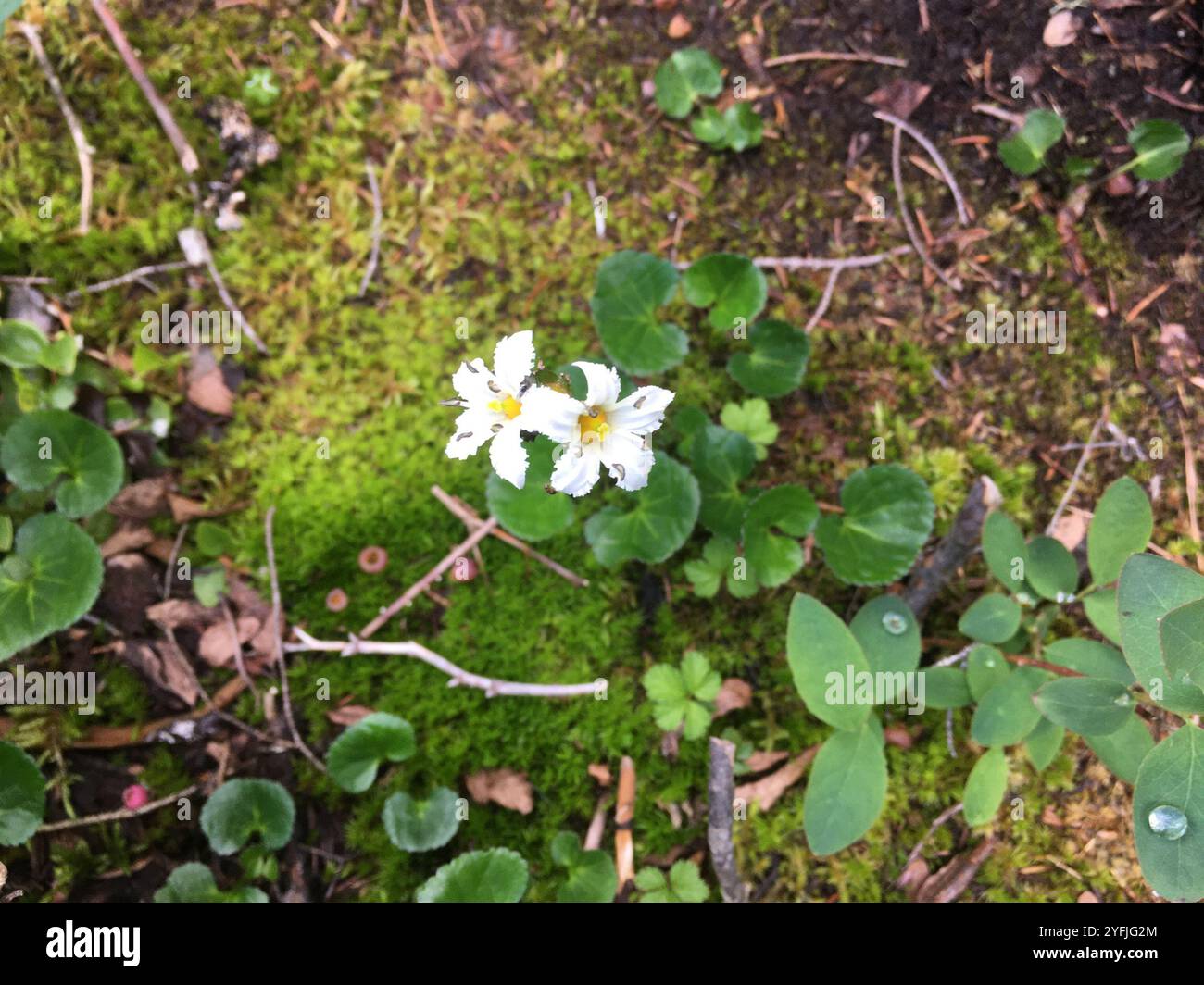 Deer-cabbage (Nephrophyllidium crista-galli Stock Photo - Alamy