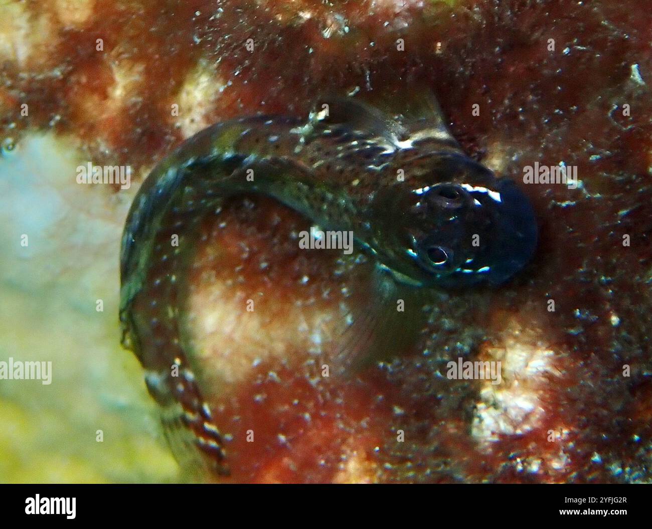 Pearl Blenny (Entomacrodus nigricans Stock Photo - Alamy