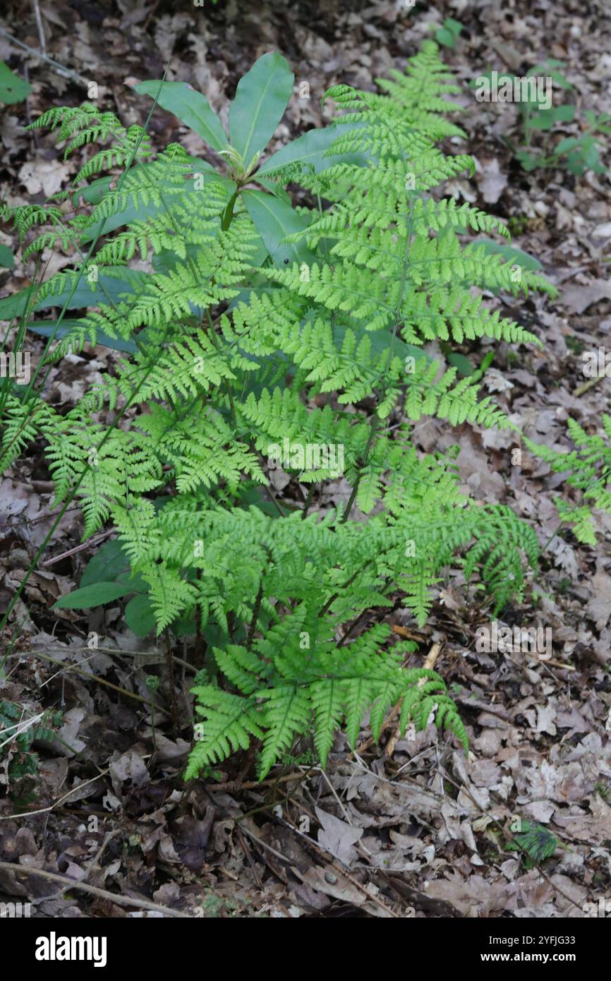 broad buckler-fern (Dryopteris dilatata Stock Photo - Alamy