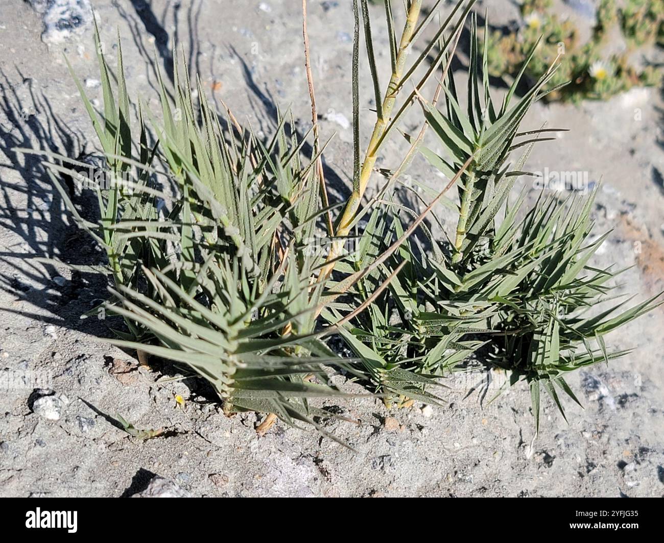 Saltgrass (Distichlis spicata Stock Photo - Alamy