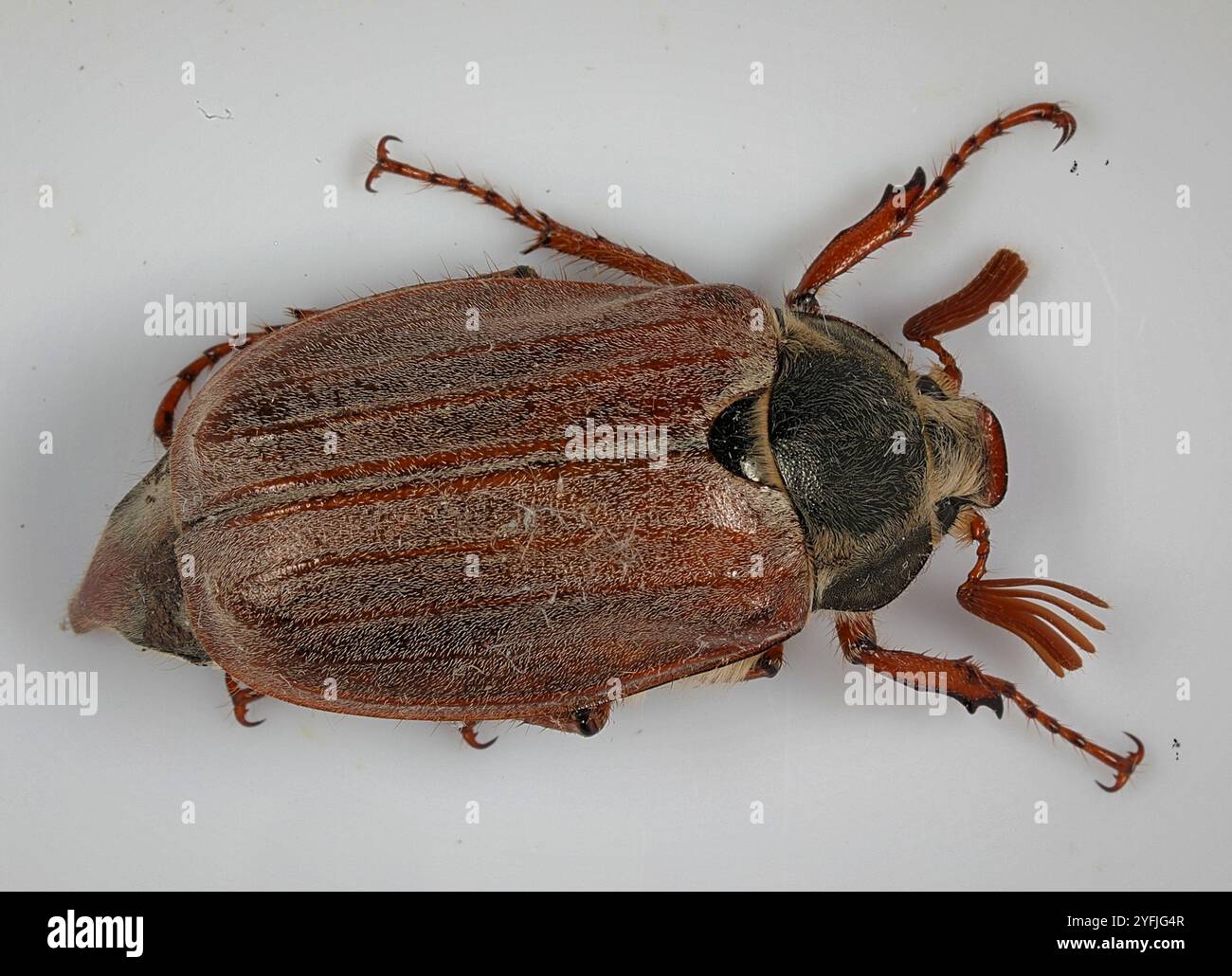 Common Cockchafer (Melolontha melolontha Stock Photo - Alamy