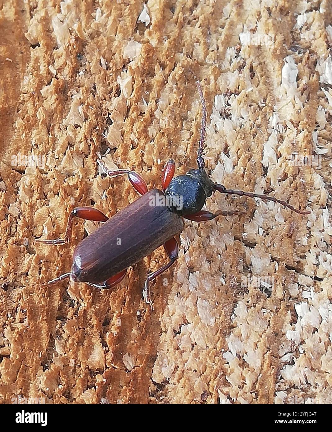Brown Spruce Longhorn Beetle (Tetropium fuscum Stock Photo - Alamy