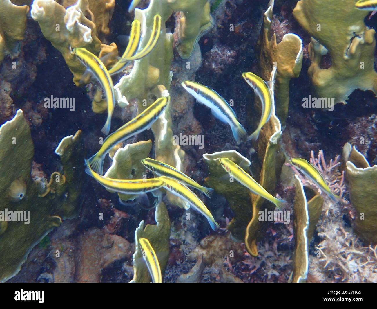 Caribbean Bluehead Wrasse (Thalassoma bifasciatum Stock Photo - Alamy