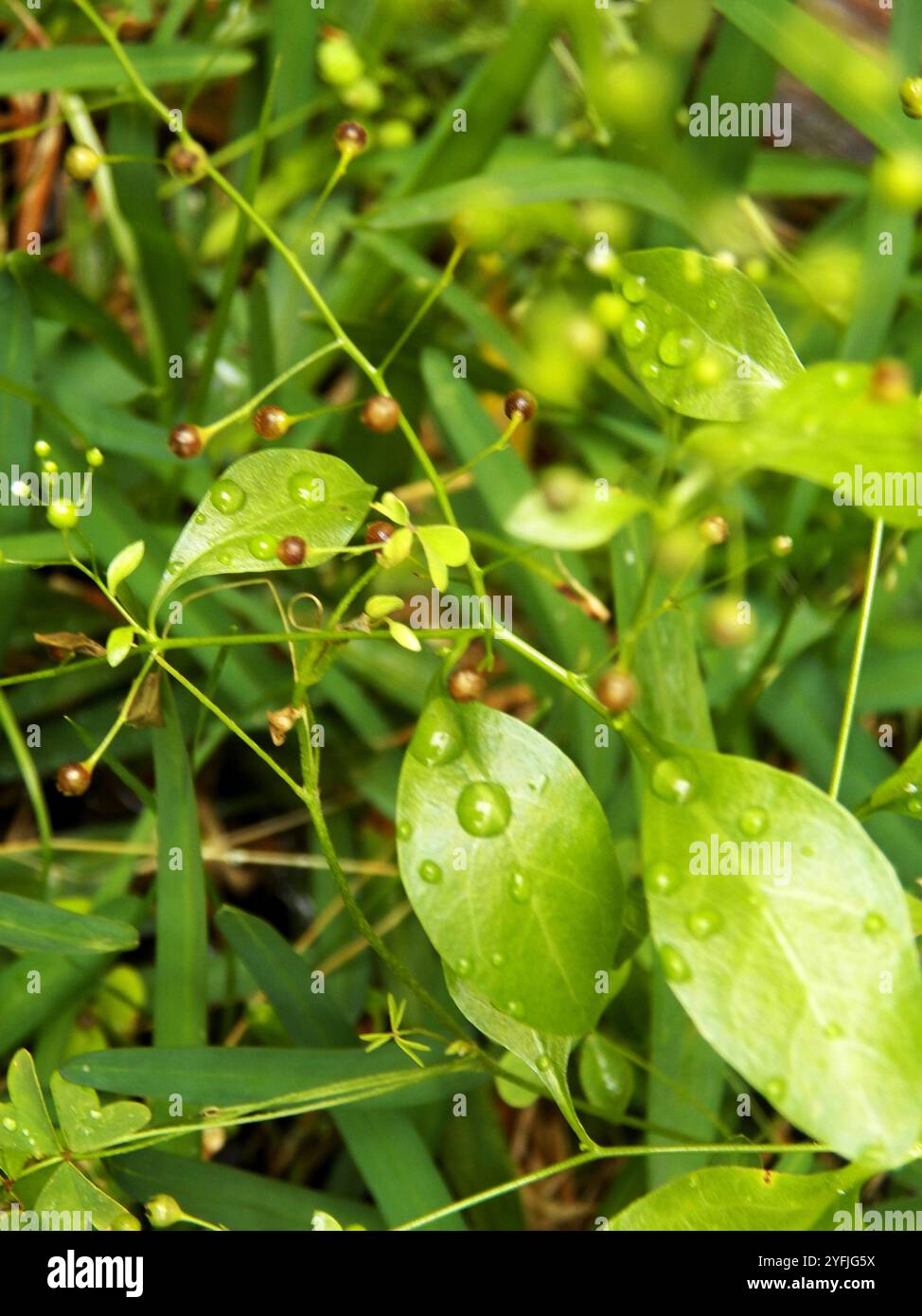 Jewels of Opar (Talinum paniculatum Stock Photo - Alamy