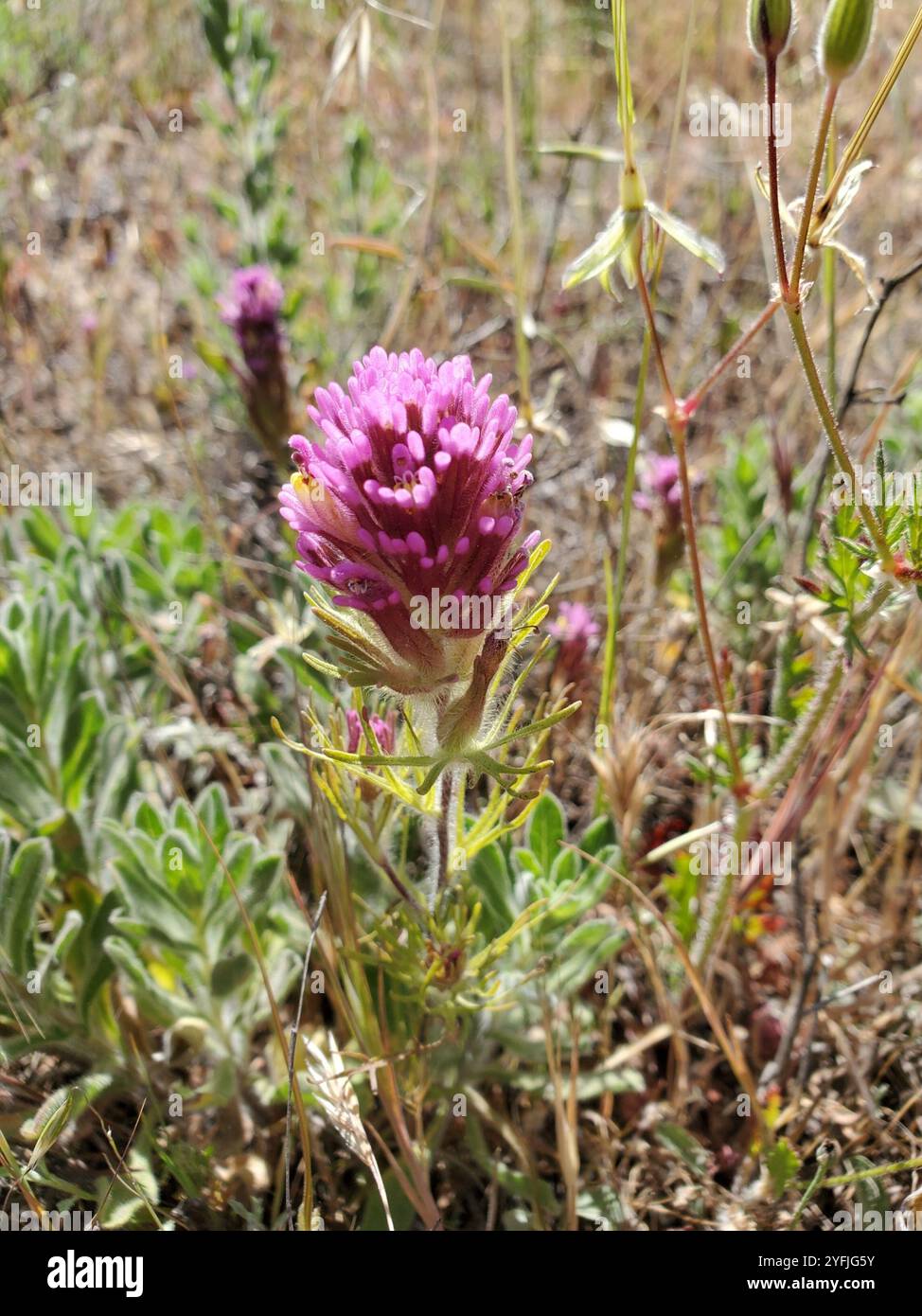 purple owl's-clover (Castilleja exserta Stock Photo - Alamy