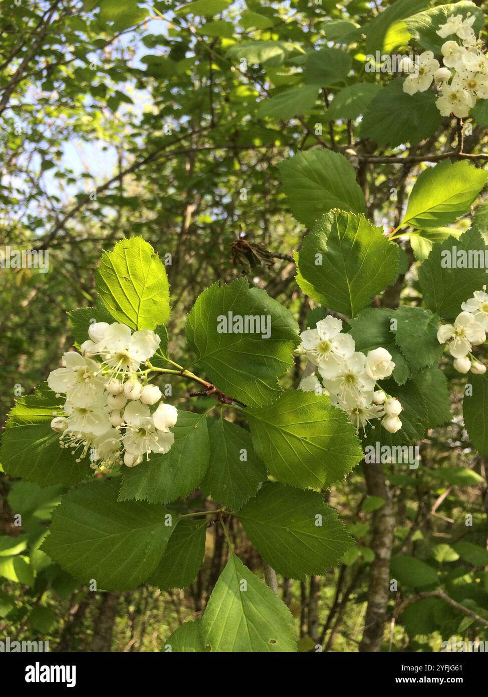 Brainerds hi-res stock photography and images - Alamy