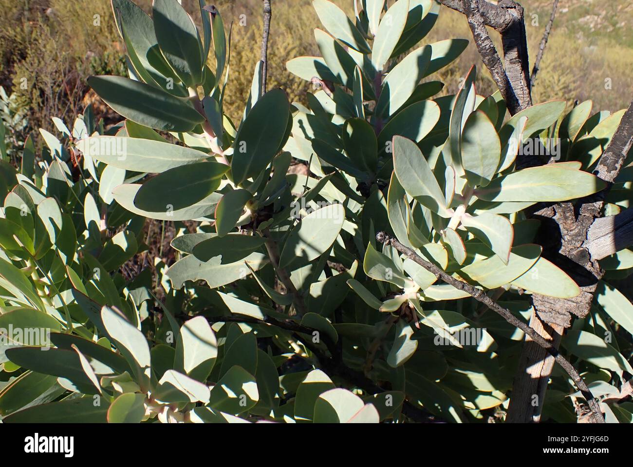 Wagon Tree (Protea nitida Stock Photo - Alamy