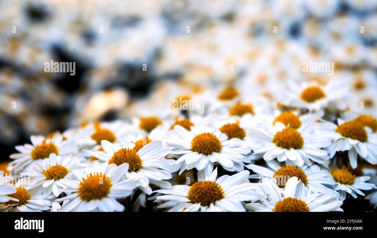 Beautiful white field hi-res stock photography and images - Alamy